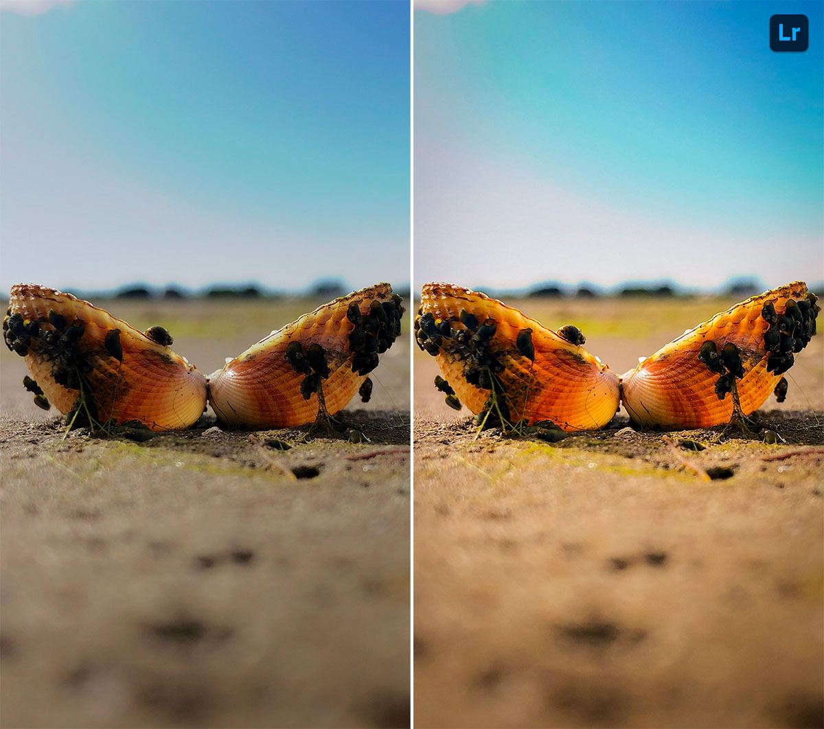 She sells Seashells | Edit | Photoshop Lightroom