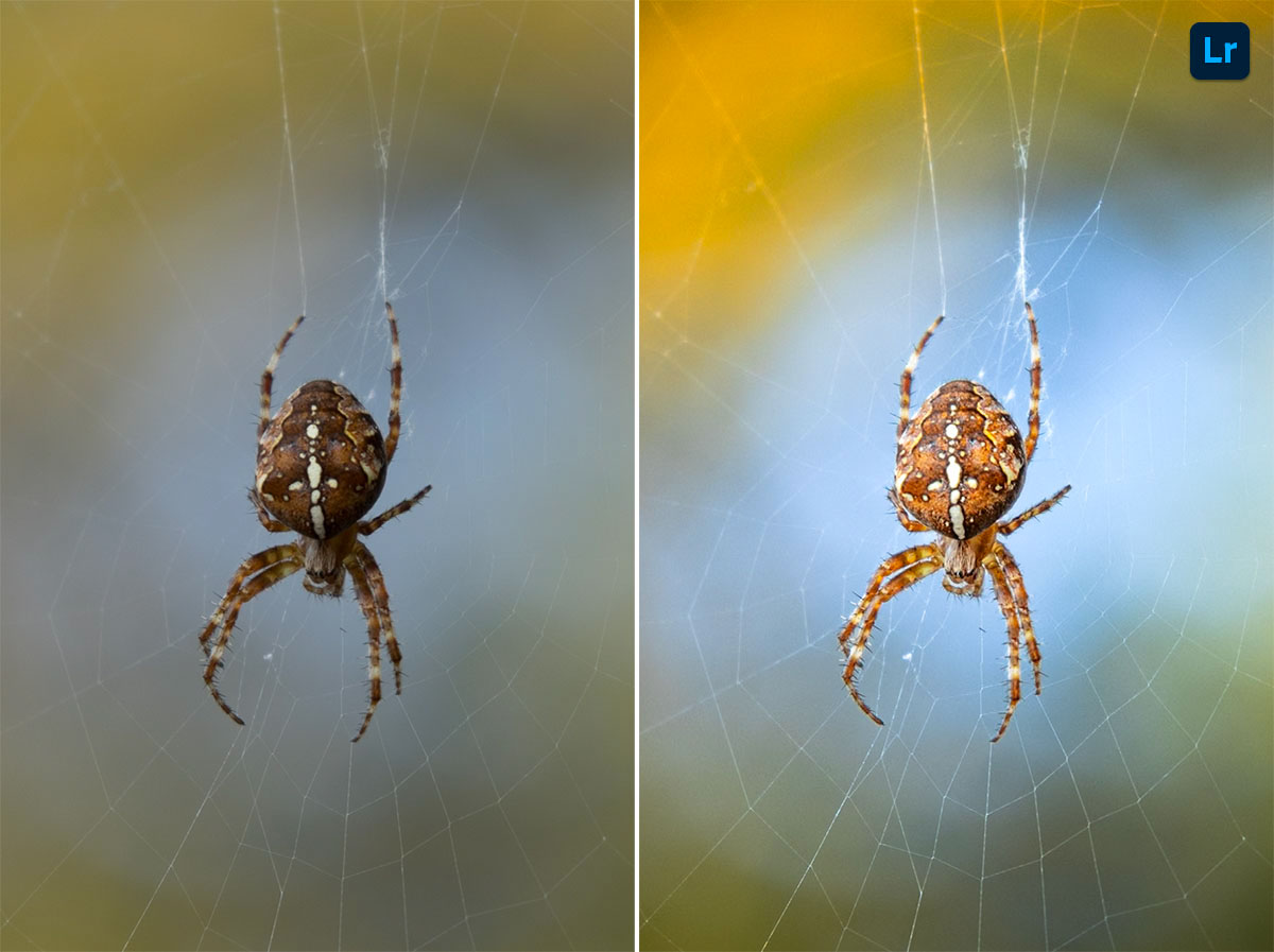 Spider closeup | Edit | Photoshop Lightroom