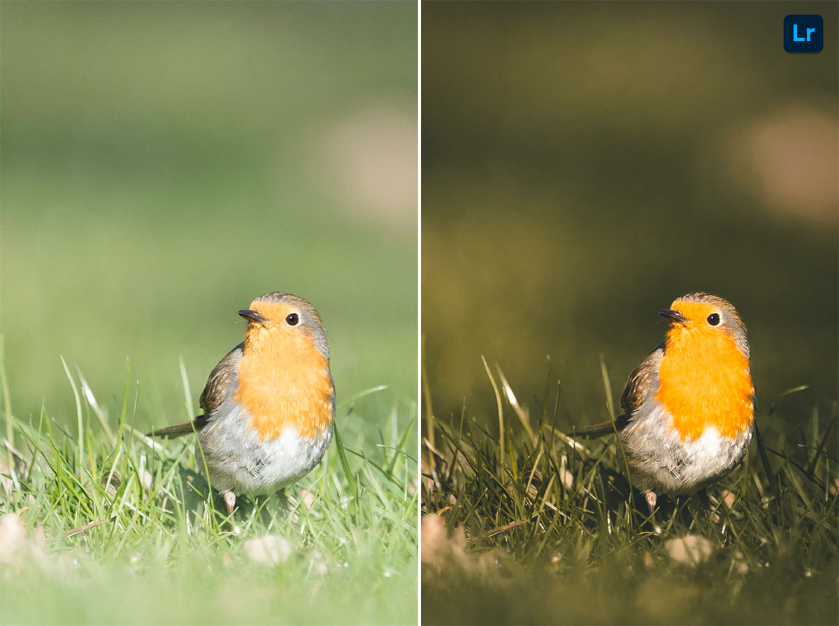 Bird | Edit | Photoshop Lightroom