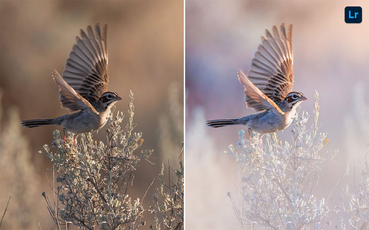 Lark Sparrow | Edit | Photoshop Lightroom