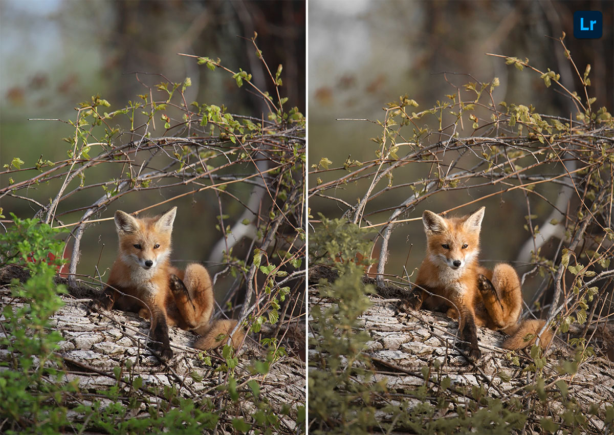 Red Fox | Edit | Photoshop Lightroom