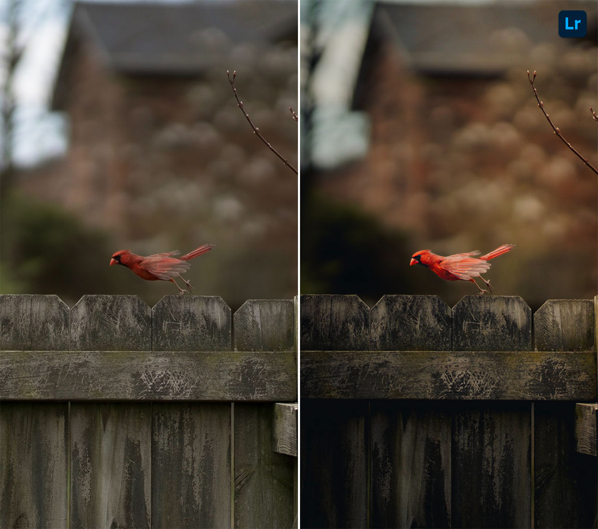 Cardinal | Edit | Photoshop Lightroom