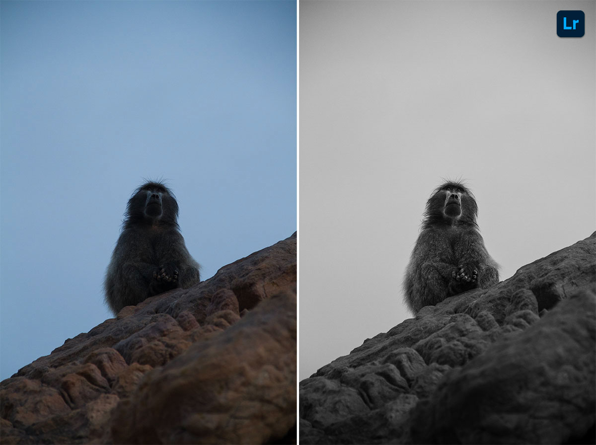 Pondering Baboon | Edit | Photoshop Lightroom