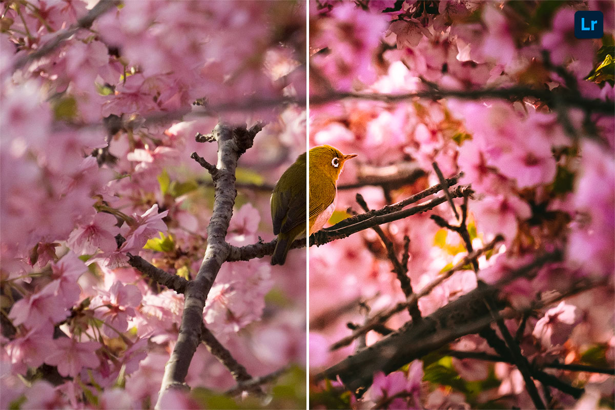 white eye bird | Edit | Photoshop Lightroom