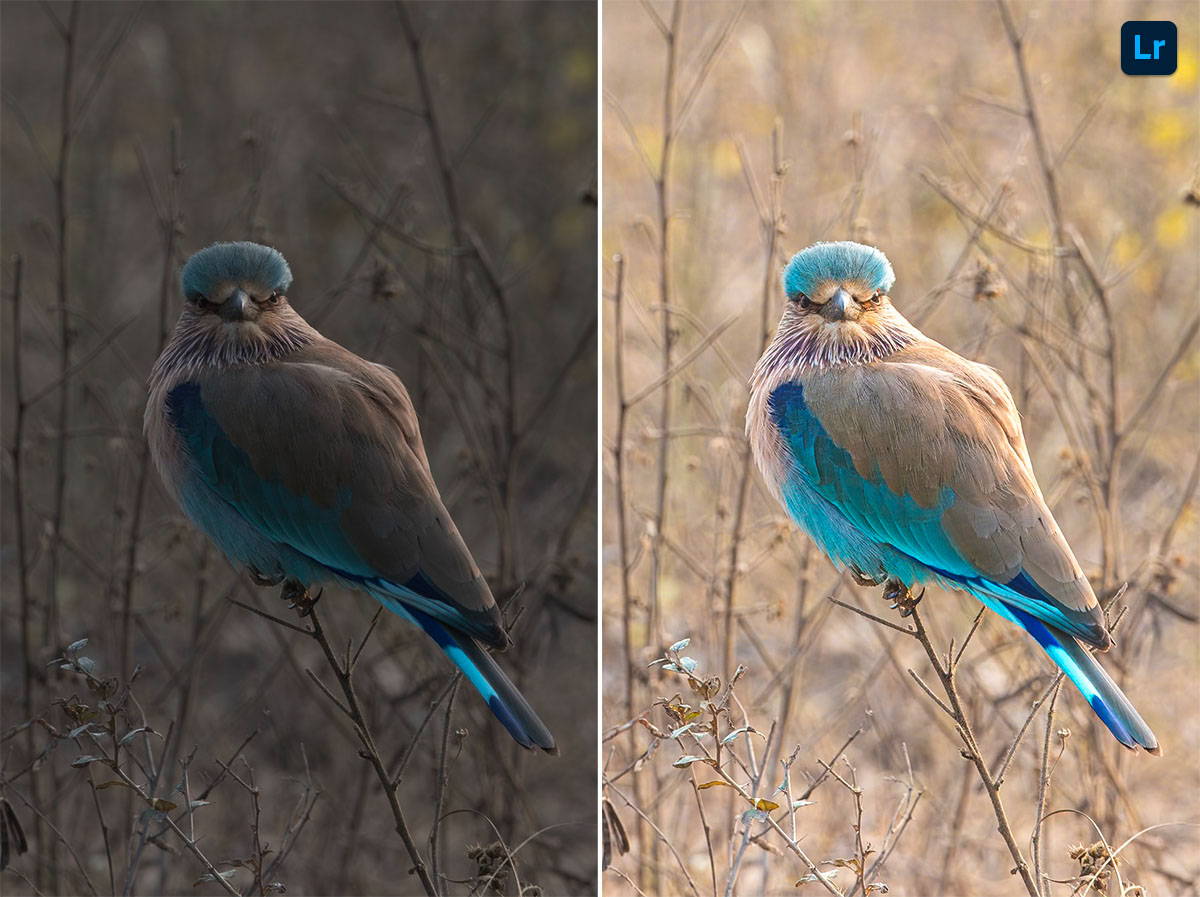 The Angry Bird | Edit | Photoshop Lightroom