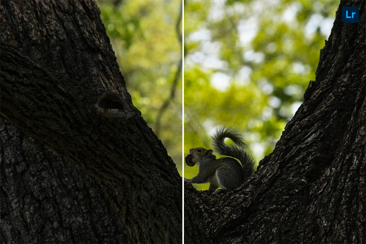 A Squirrel's Moment | Edit | Photoshop Lightroom