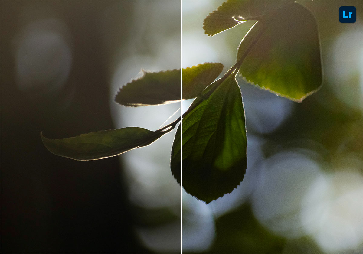 Leaves in the sun | Edit | Photoshop Lightroom