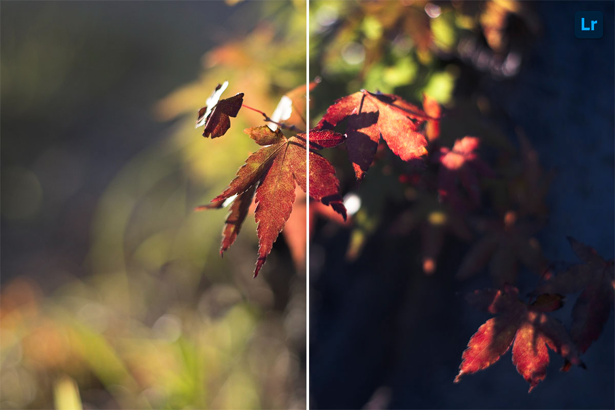 Red leaf | Edit | Photoshop Lightroom