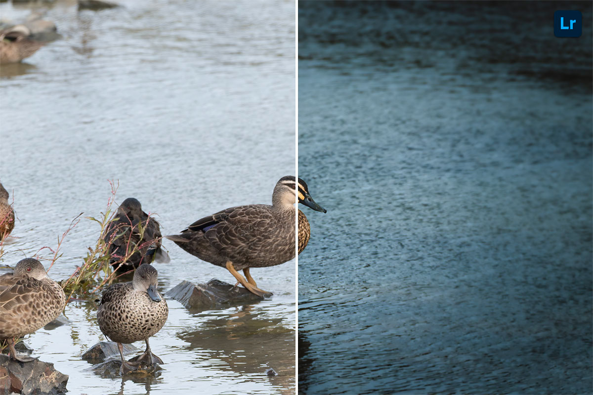 Pacific Black Duck | Edit | Photoshop Lightroom