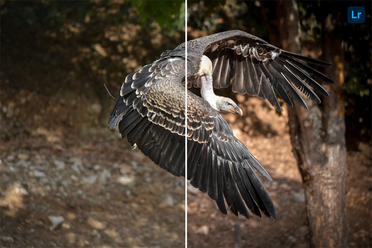Vulture in flight | Edit | Photoshop Lightroom