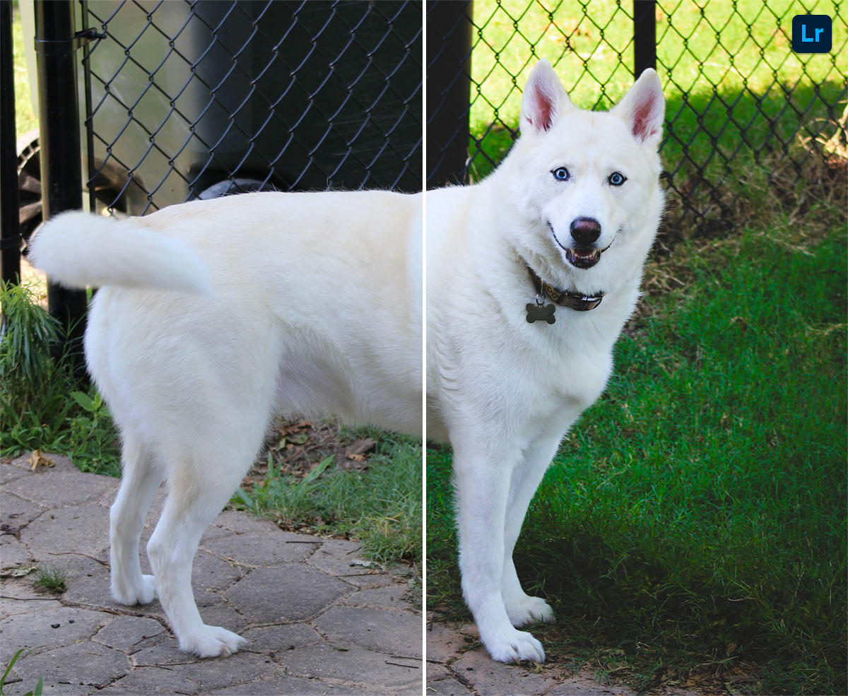 husky | Edit | Photoshop Lightroom