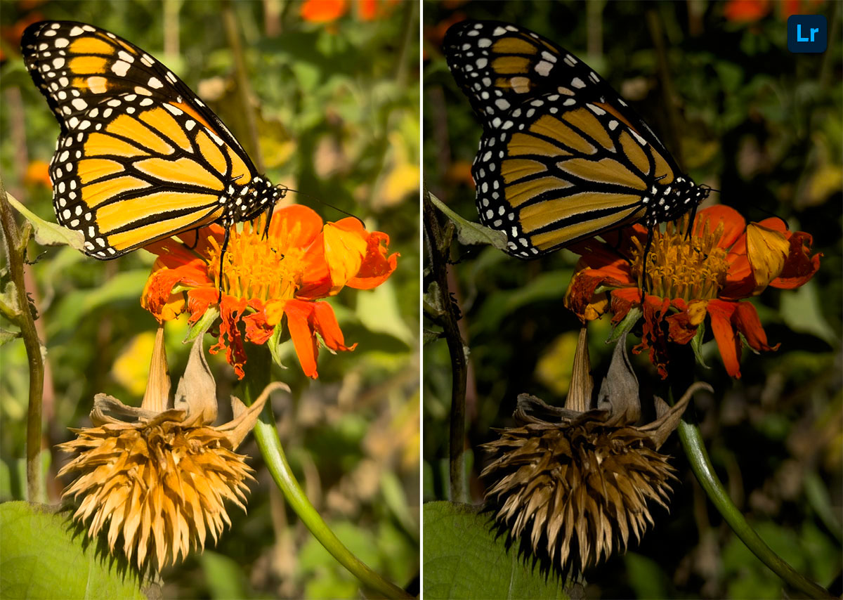 Cropping with iPhone 14 RAW files | Edit | Photoshop Lightroom