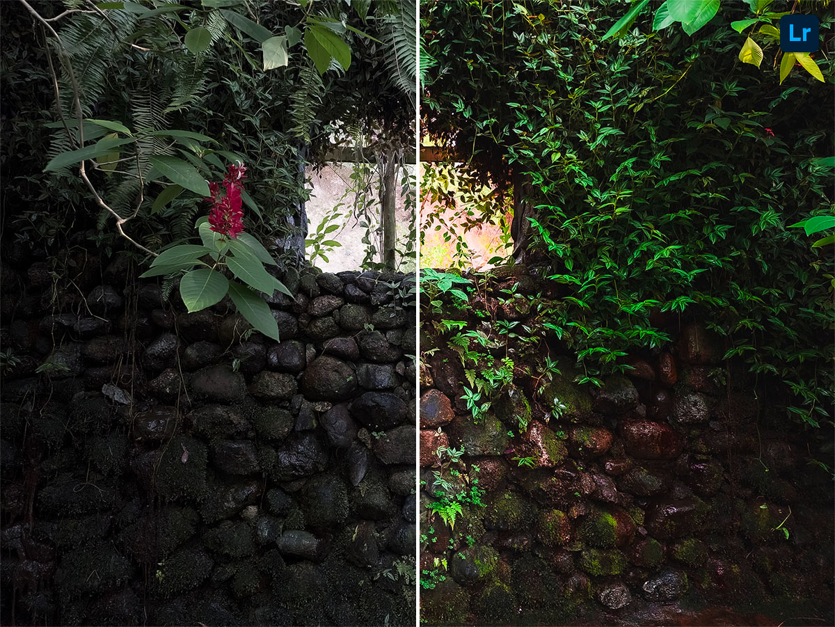 Forest wall | Edit | Photoshop Lightroom