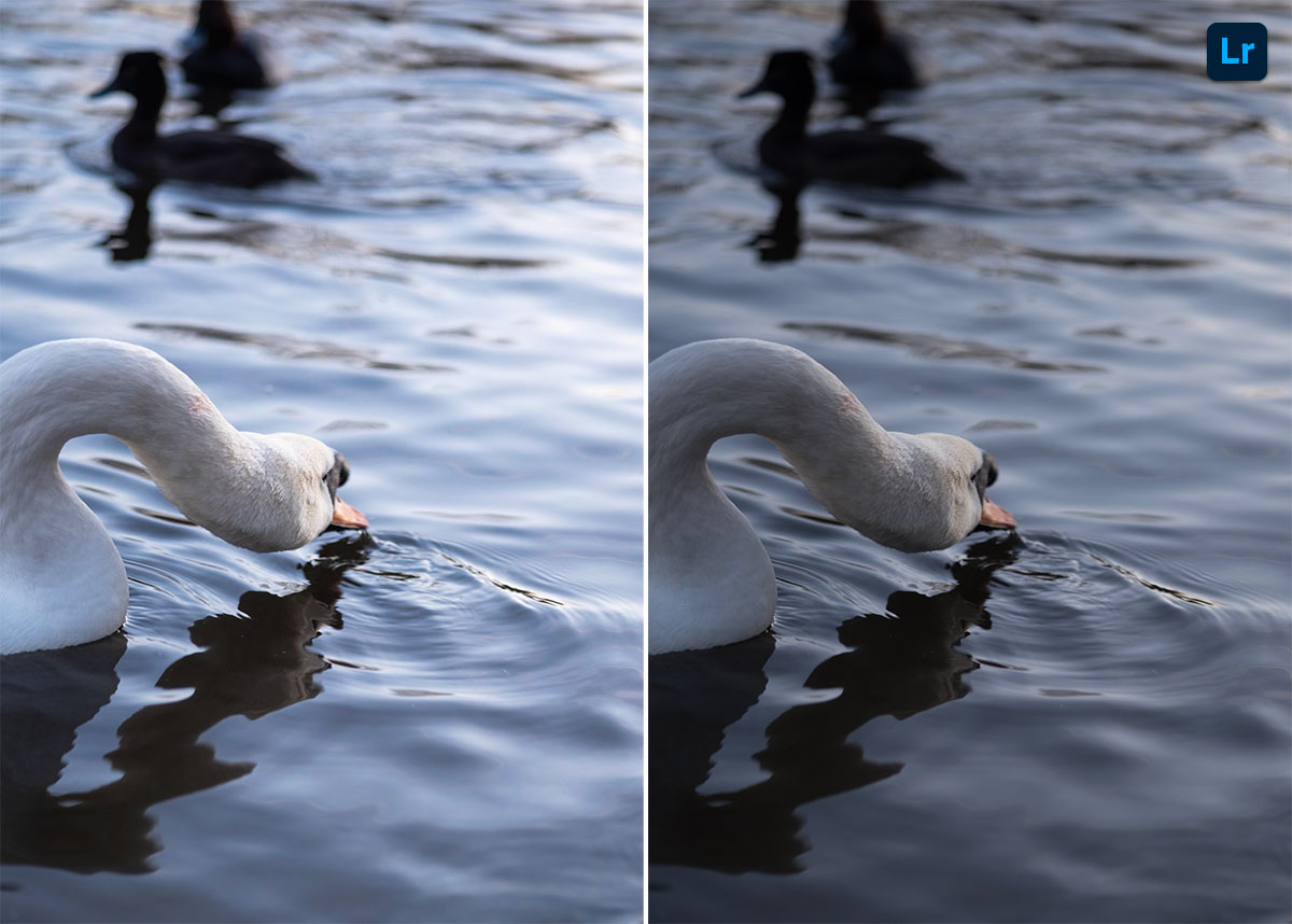 A swan | Edit | Photoshop Lightroom