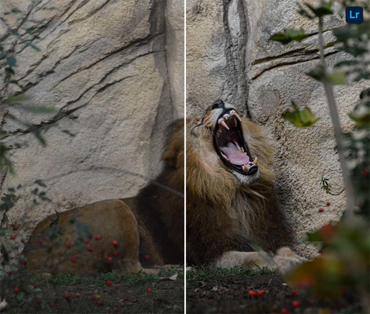 Lion | Edit | Photoshop Lightroom