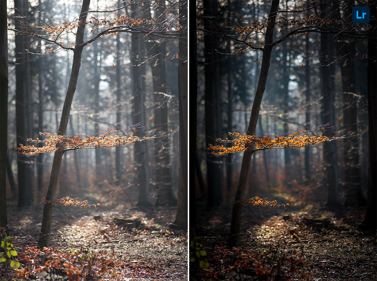 autumn leaves | Edit | Photoshop Lightroom