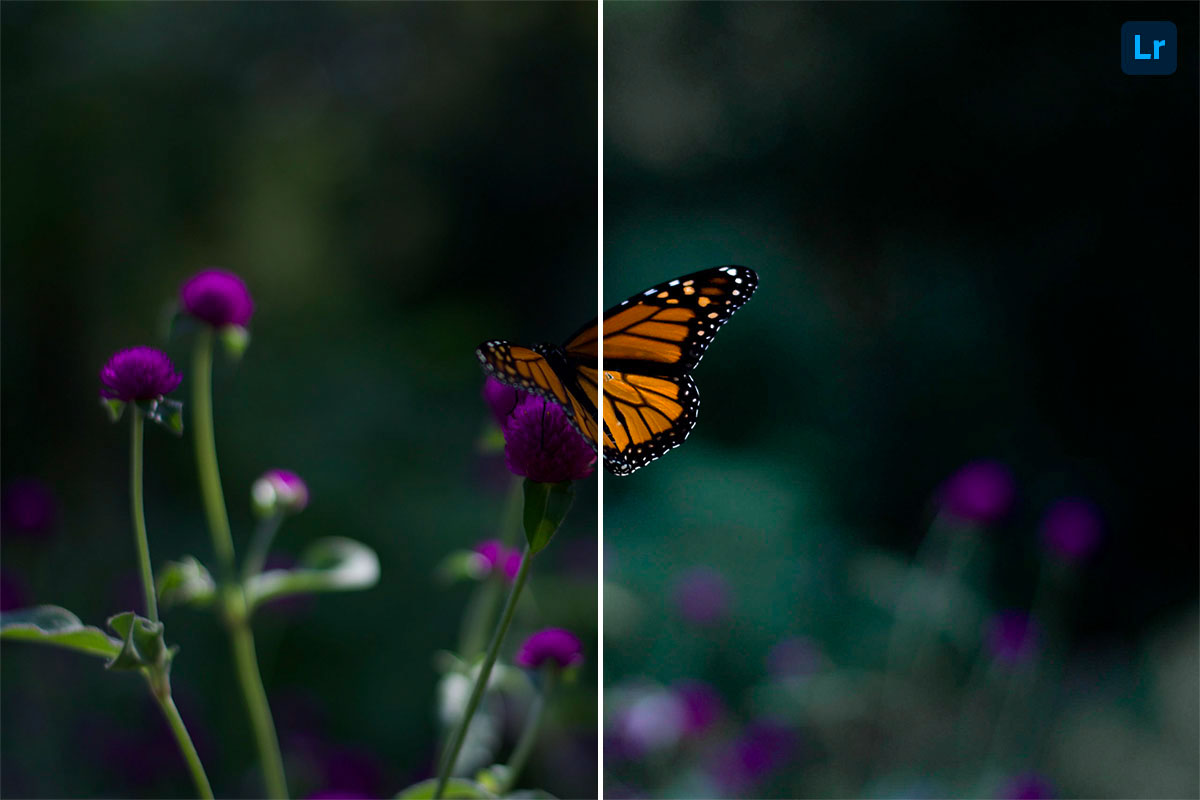 The Monarch | Edit | Photoshop Lightroom