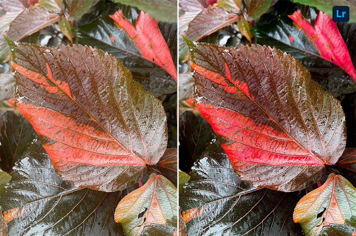 A leaf | Edit | Photoshop Lightroom