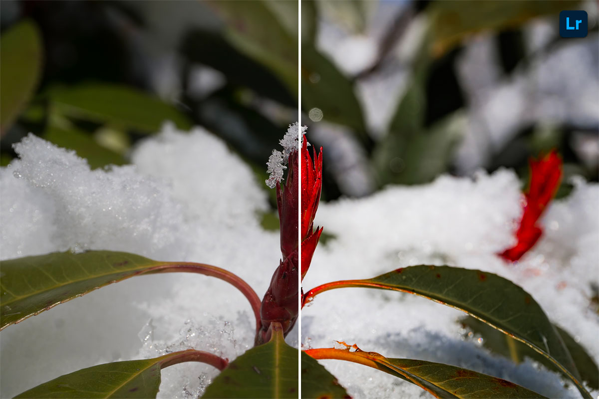 Icy flower | Remix | Photoshop Lightroom