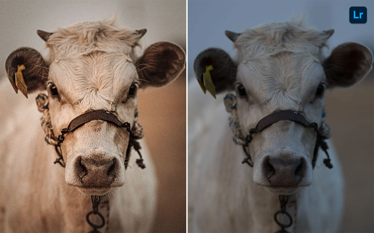 Cow | Remix | Photoshop Lightroom