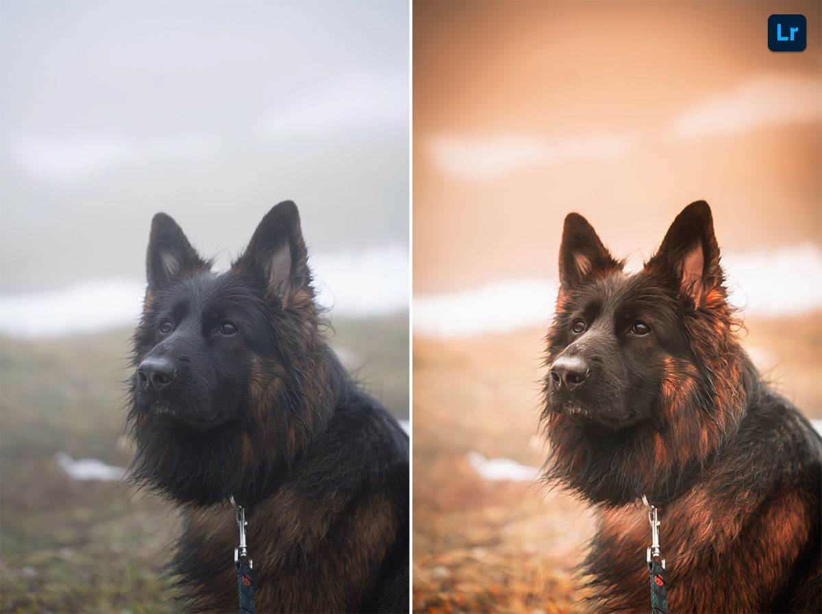 Mountain goat | Edit | Photoshop Lightroom