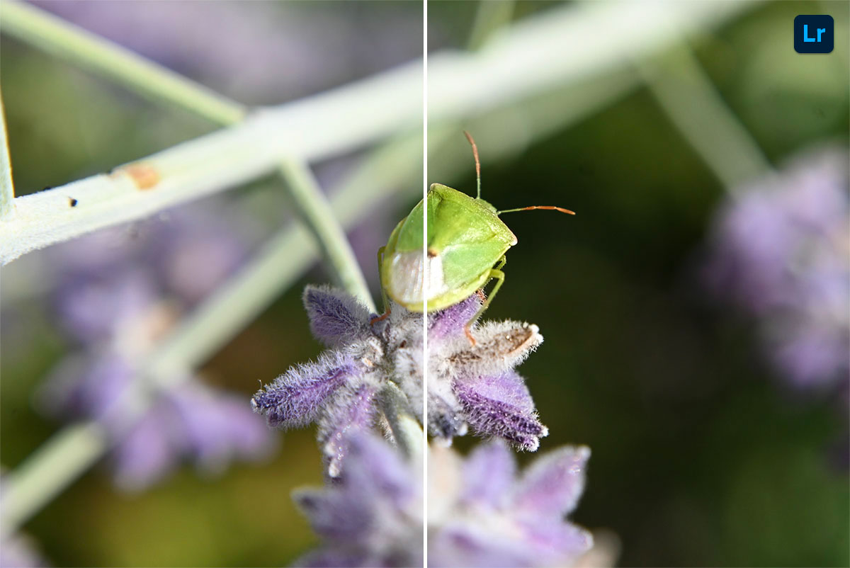 Green bug | Edit | Photoshop Lightroom