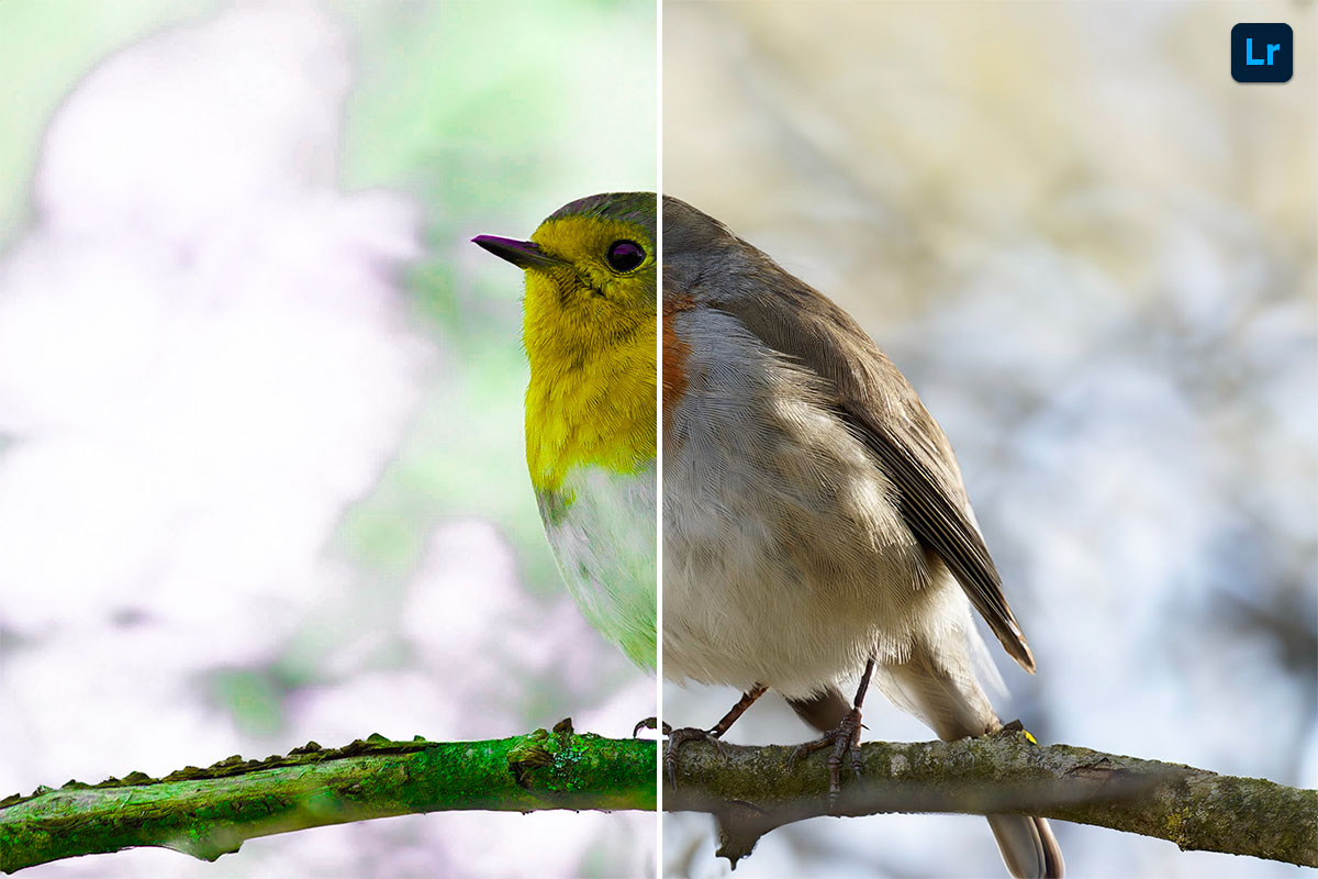 Bird | Remix | Photoshop Lightroom