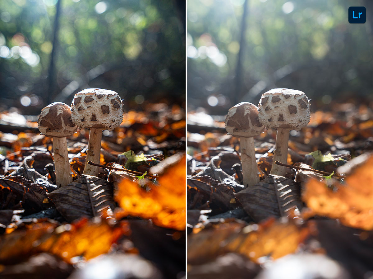 Shrine | Edit | Photoshop Lightroom