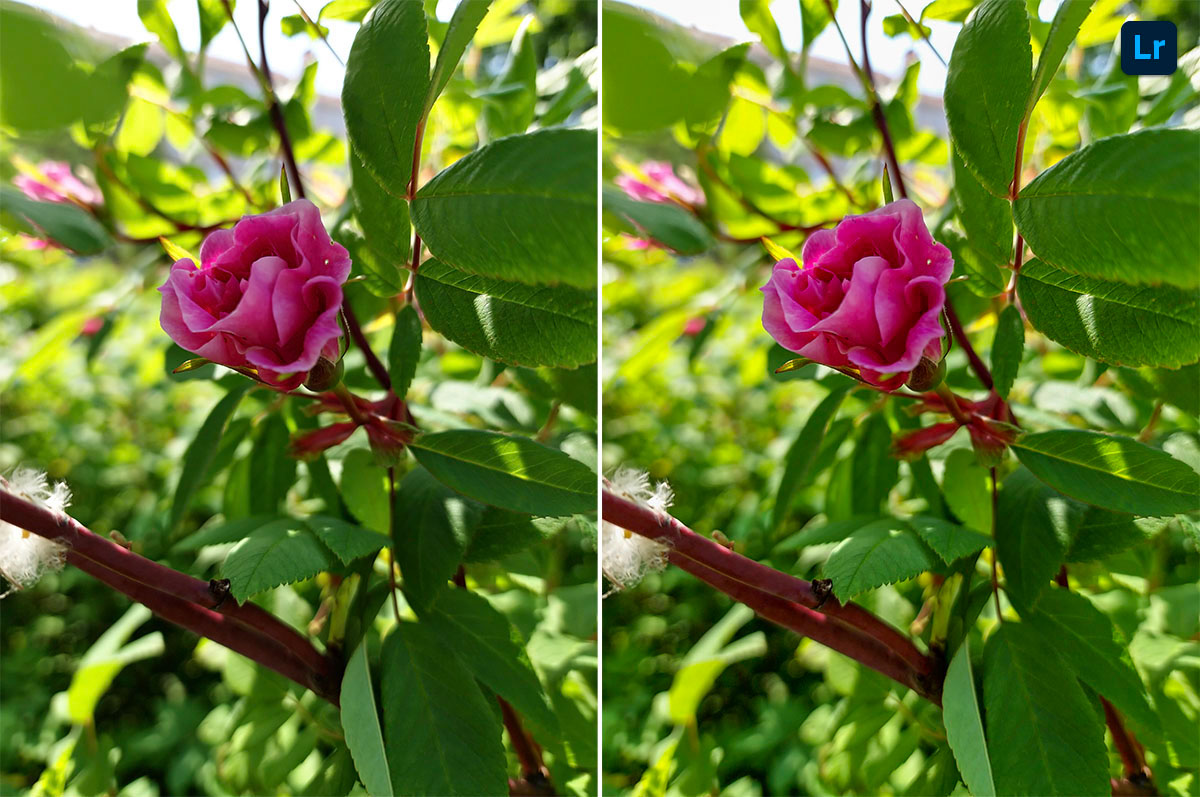 Rose | Remix | Photoshop Lightroom