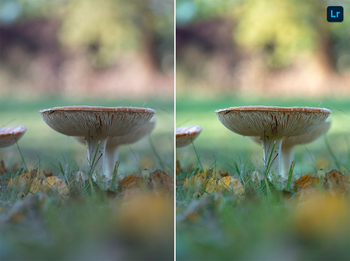 The warmth | Remix | Photoshop Lightroom