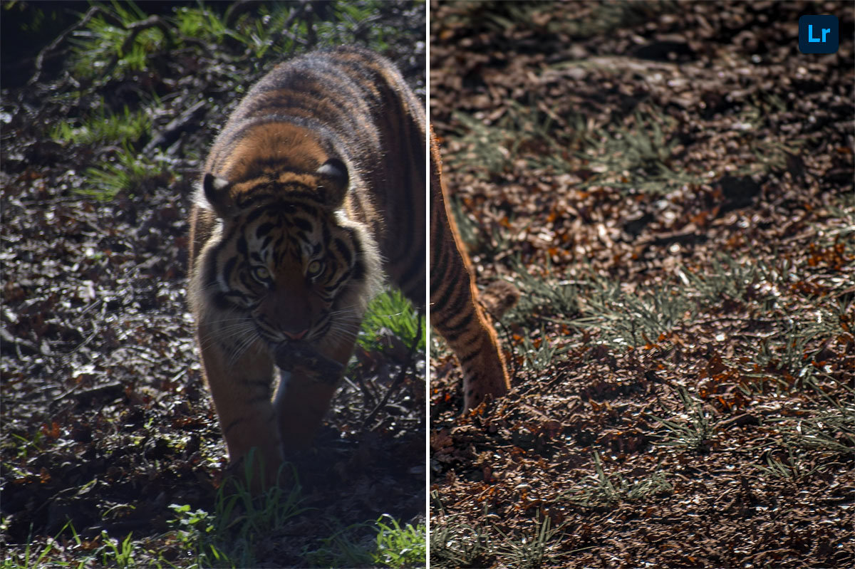 the lion of christ | Edit | Photoshop Lightroom