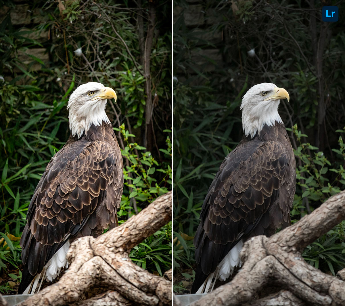 Eagle Eye | Edit | Photoshop Lightroom