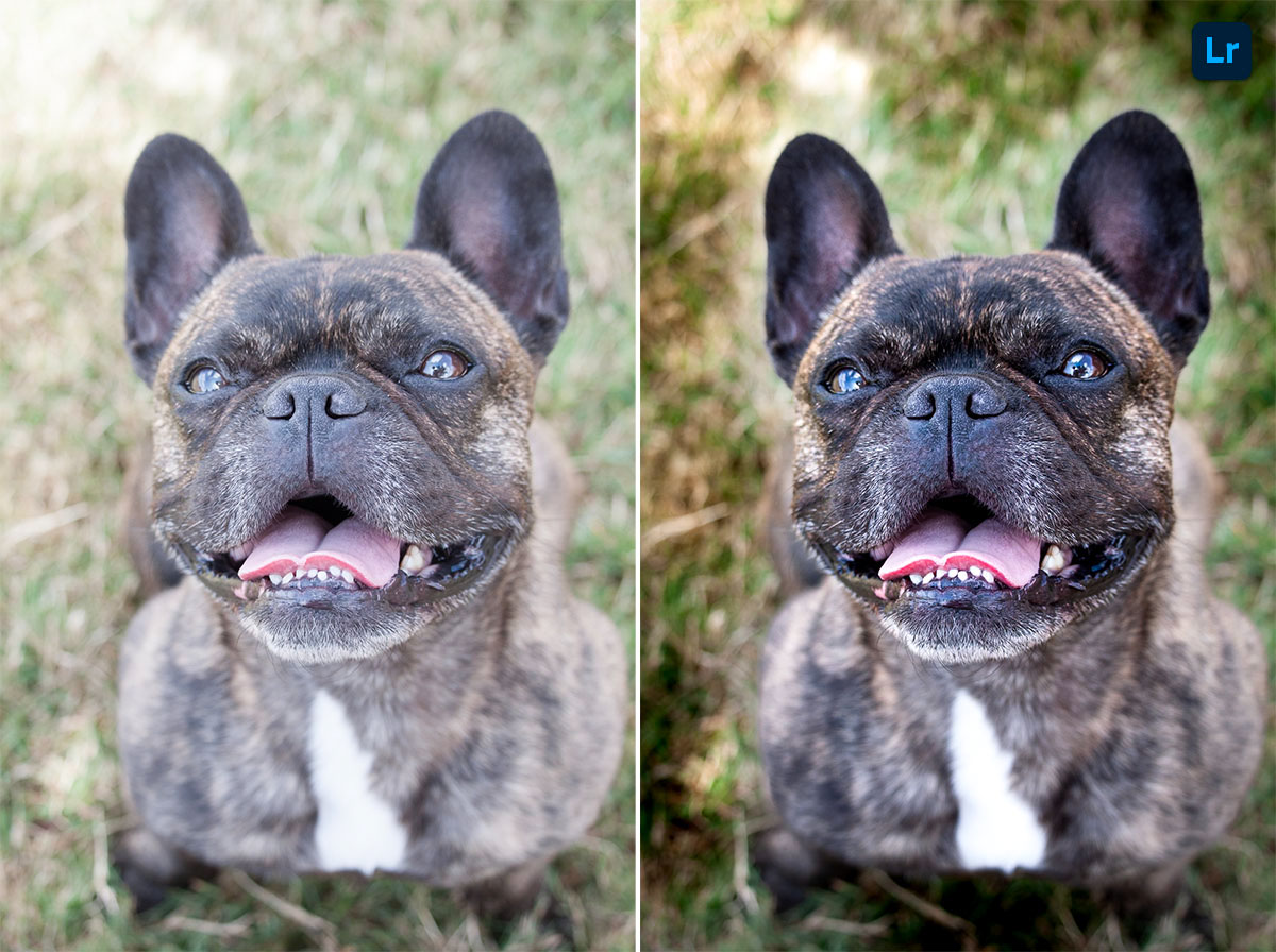 French bulldog | Edit | Photoshop Lightroom
