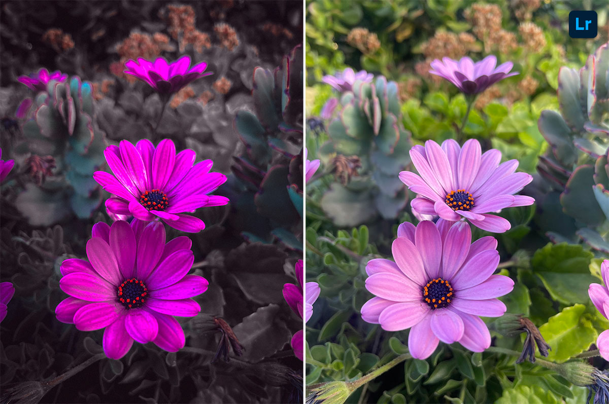 Magic flowers | Edit | Photoshop Lightroom