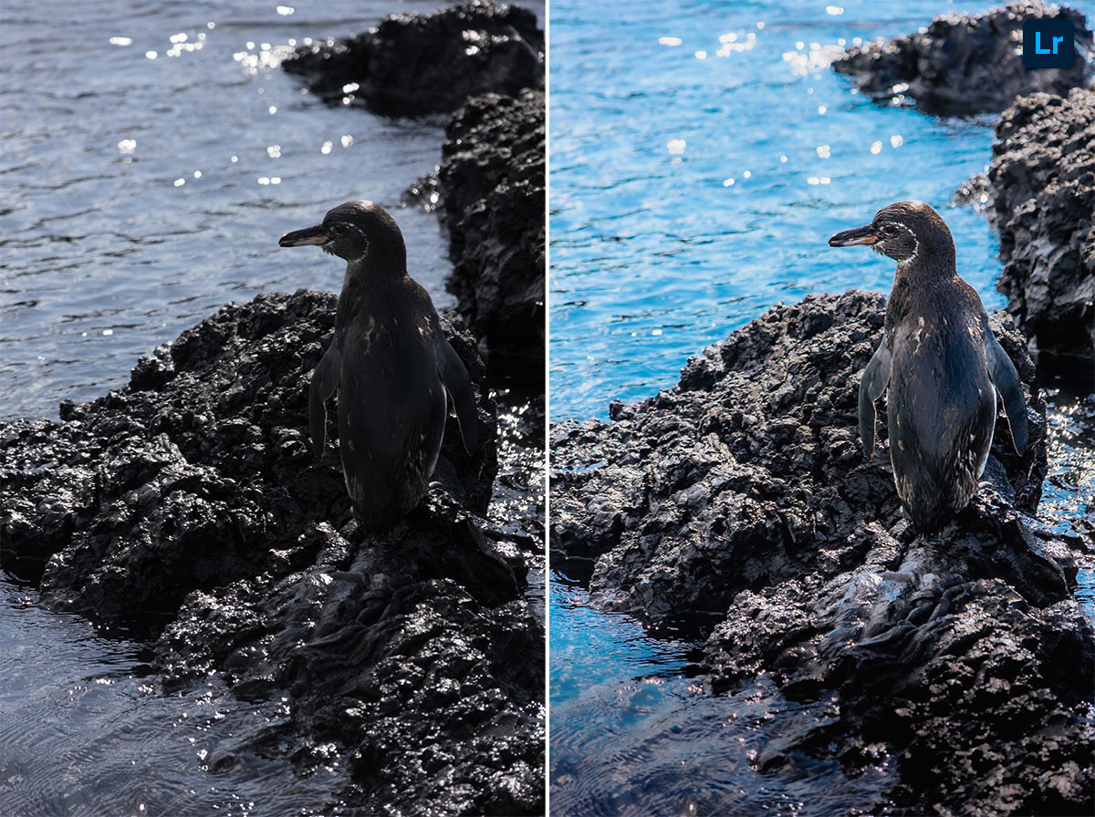 Galapagos Penguin | Edit | Photoshop Lightroom
