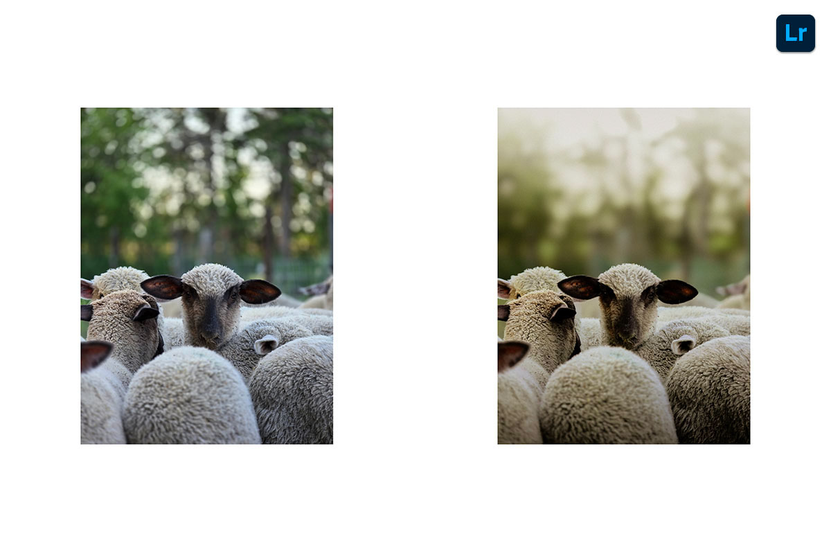 Sheep | Remix | Photoshop Lightroom