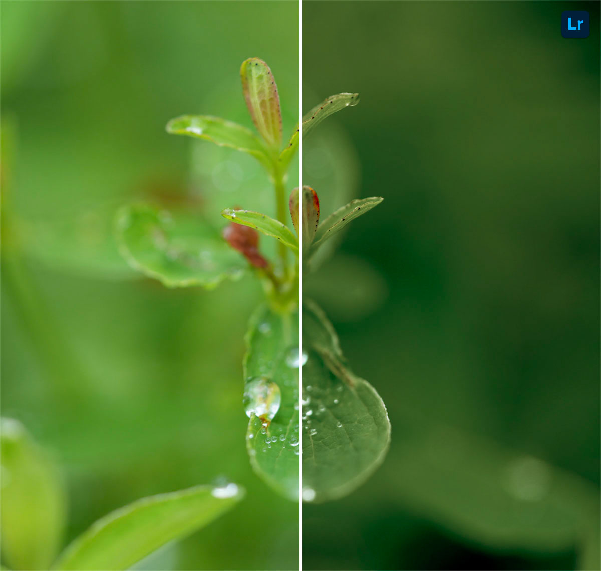 Waterdrop Edit Photoshop Lightroom