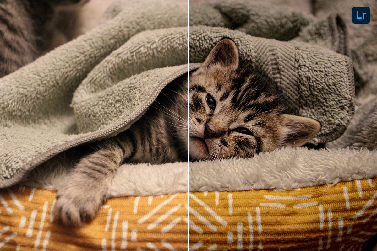 Sleepy Kitten | Edit | Photoshop Lightroom