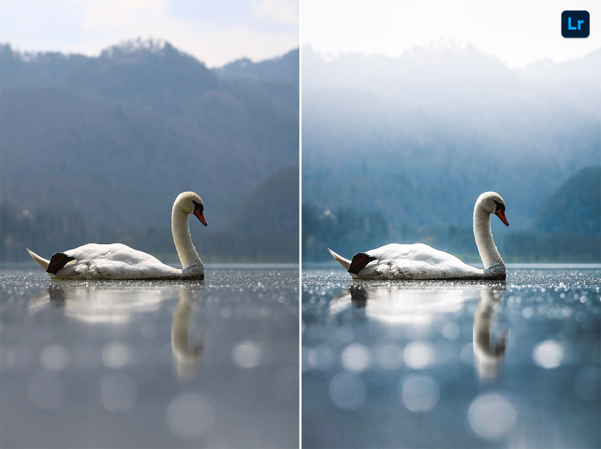 Swan | Edit | Photoshop Lightroom