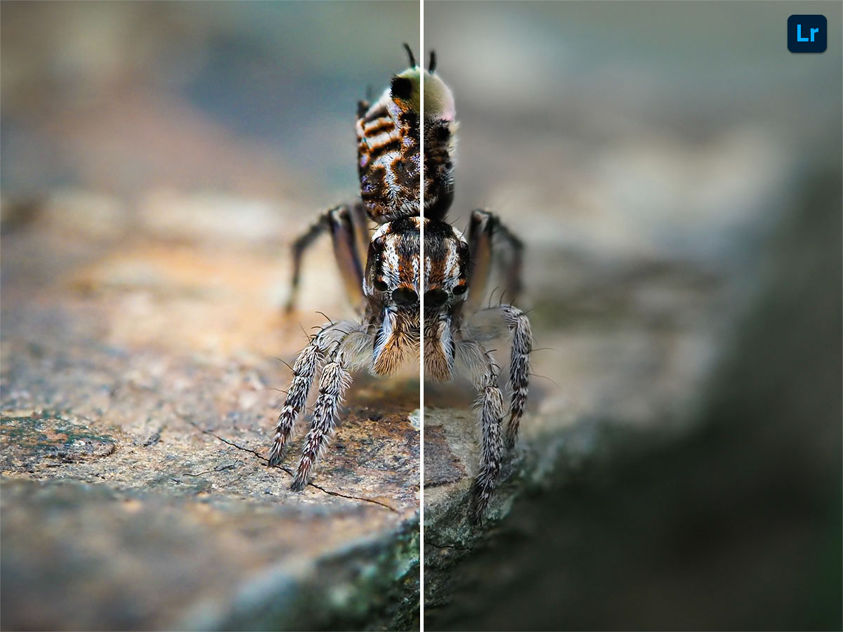 Peacock jumping spider | Edit | Photoshop Lightroom