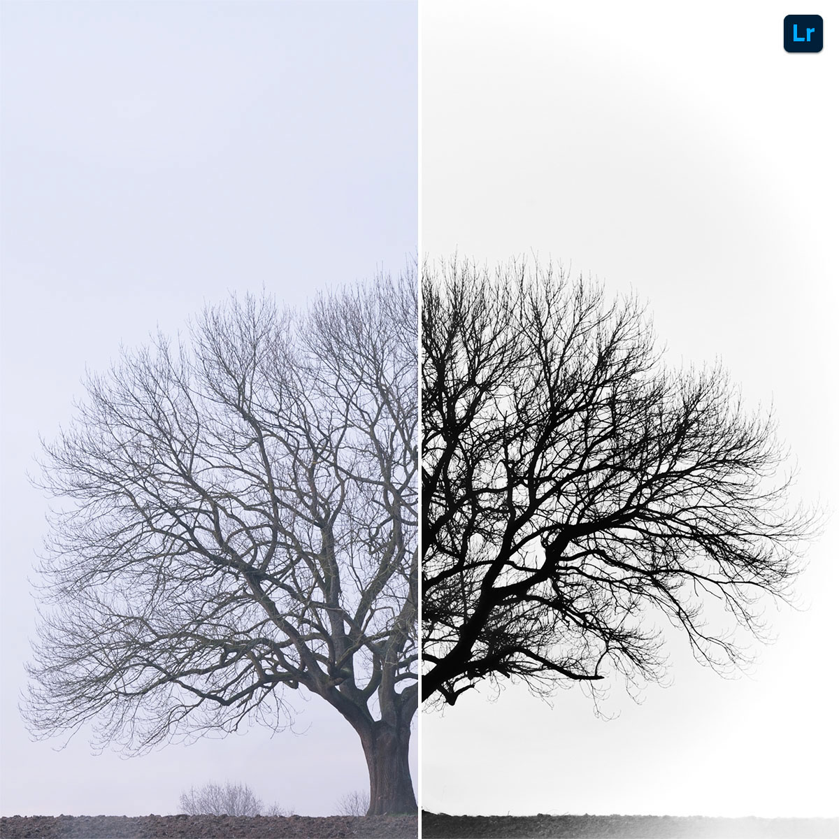 Tree in BW | Edit | Photoshop Lightroom