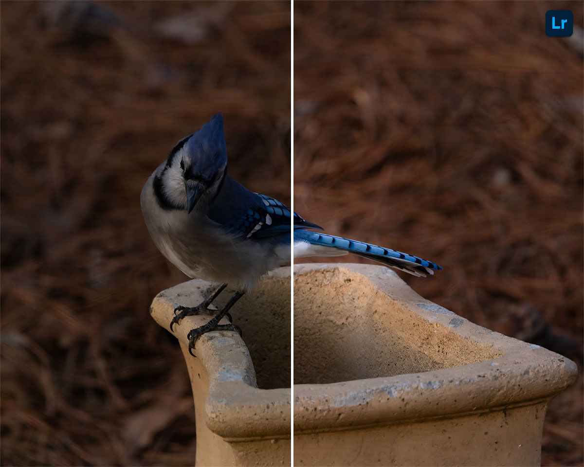 Mr. Blue Jay | Edit | Photoshop Lightroom