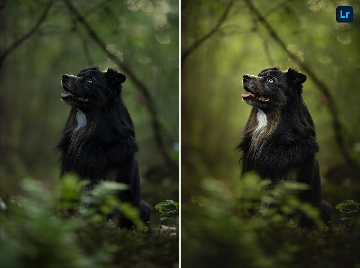 Whispering Canopy | Edit | Photoshop Lightroom