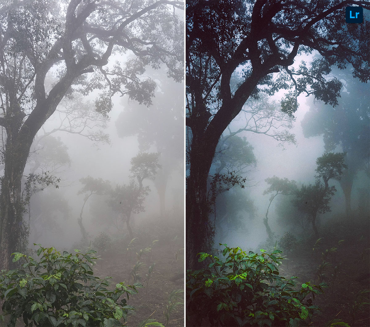 Enchanted Mist | Remix | Photoshop Lightroom