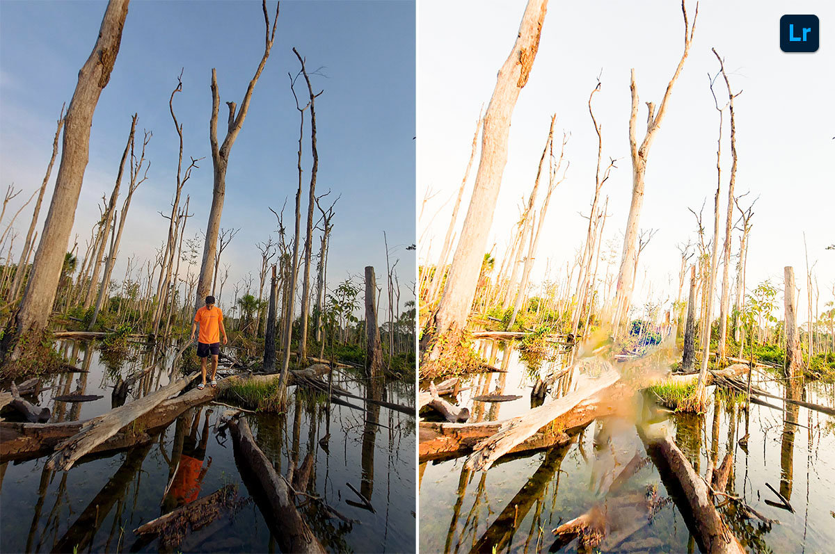 The Swamp | Remix | Photoshop Lightroom