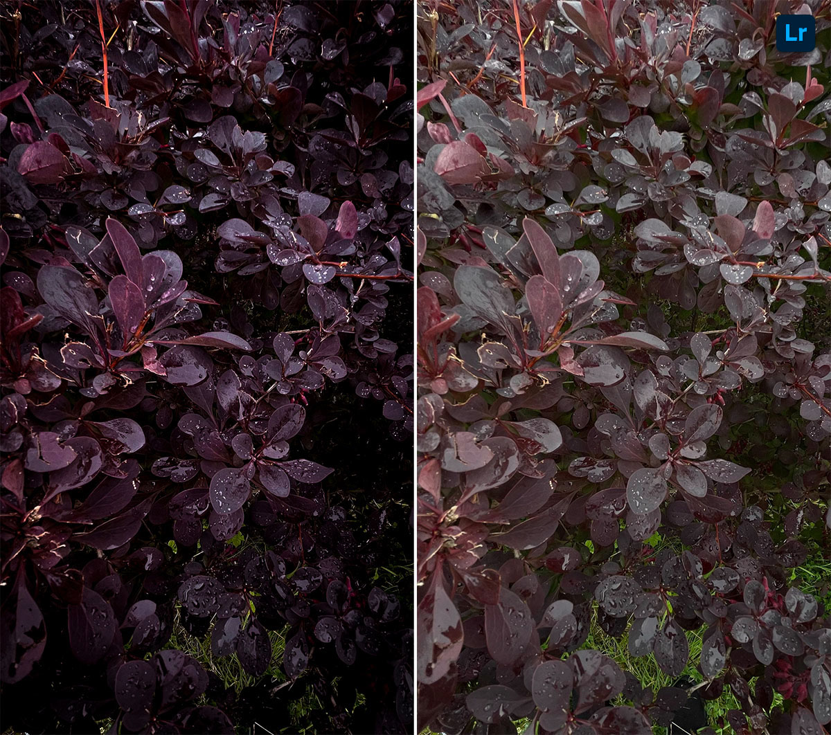 Leaves | Edit | Photoshop Lightroom