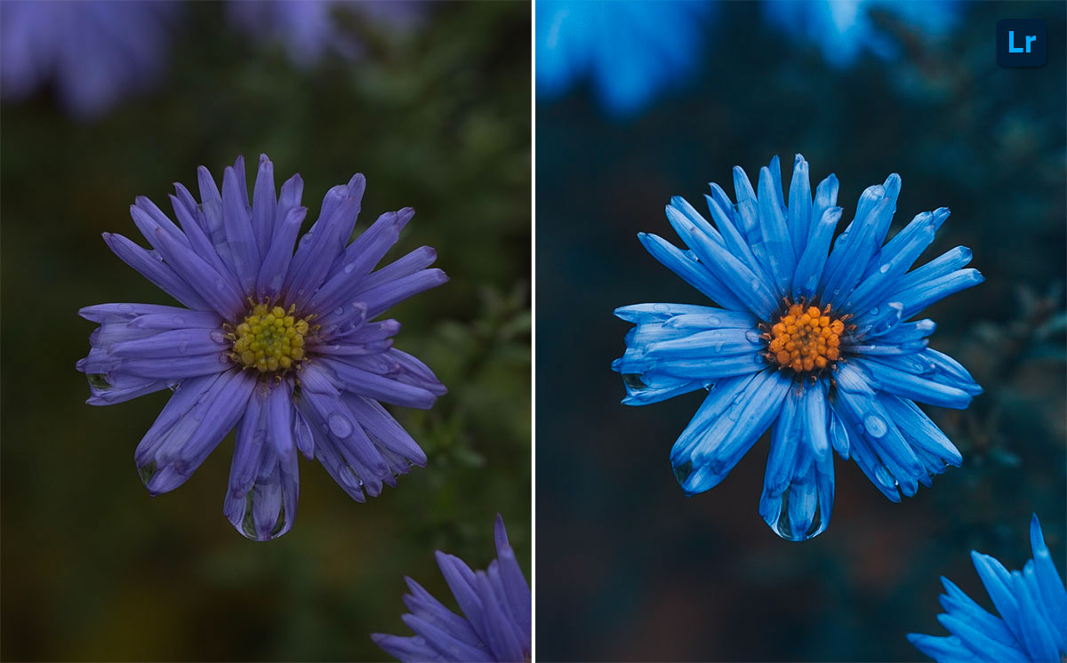 Blue love | Edit | Photoshop Lightroom