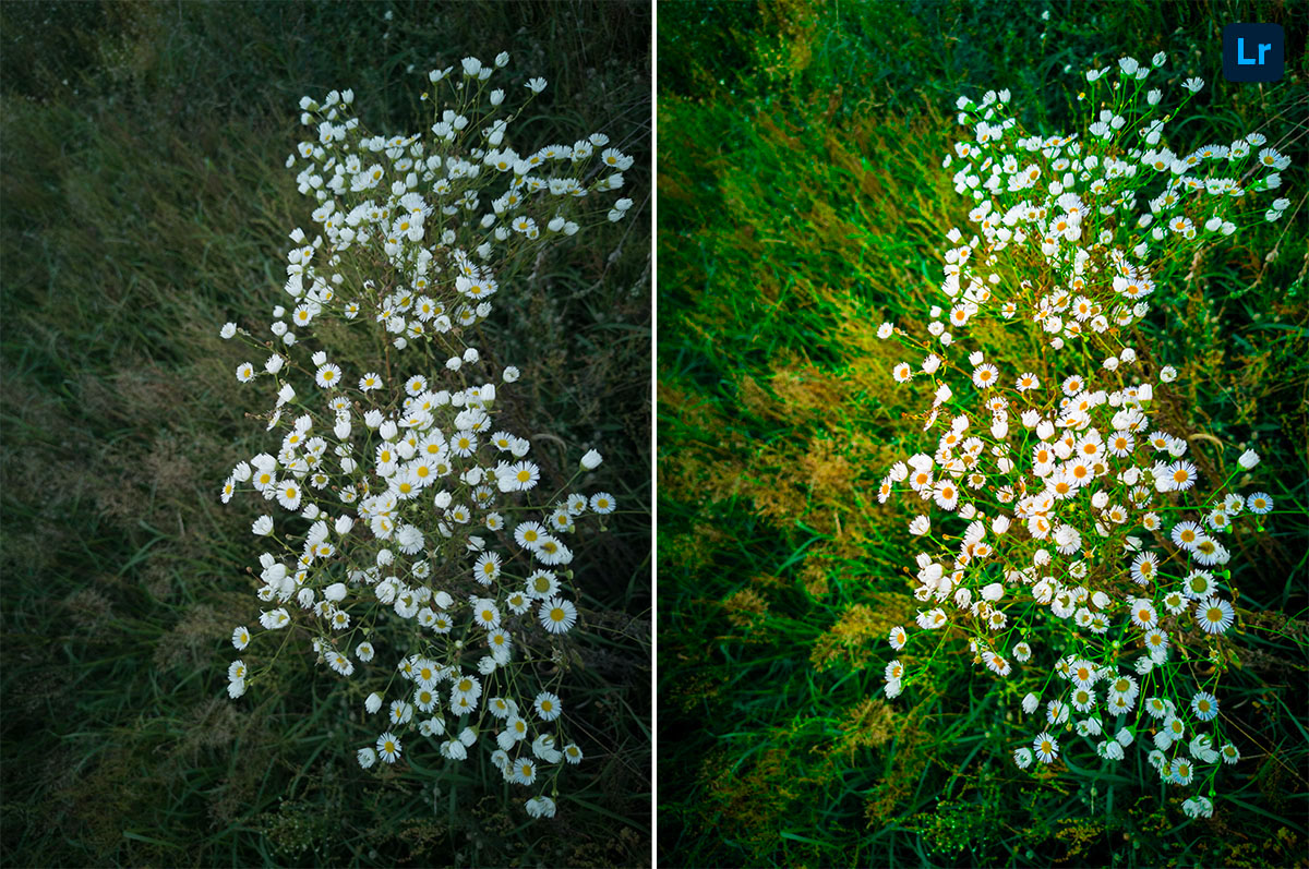 meadow flowers | Edit | Photoshop Lightroom