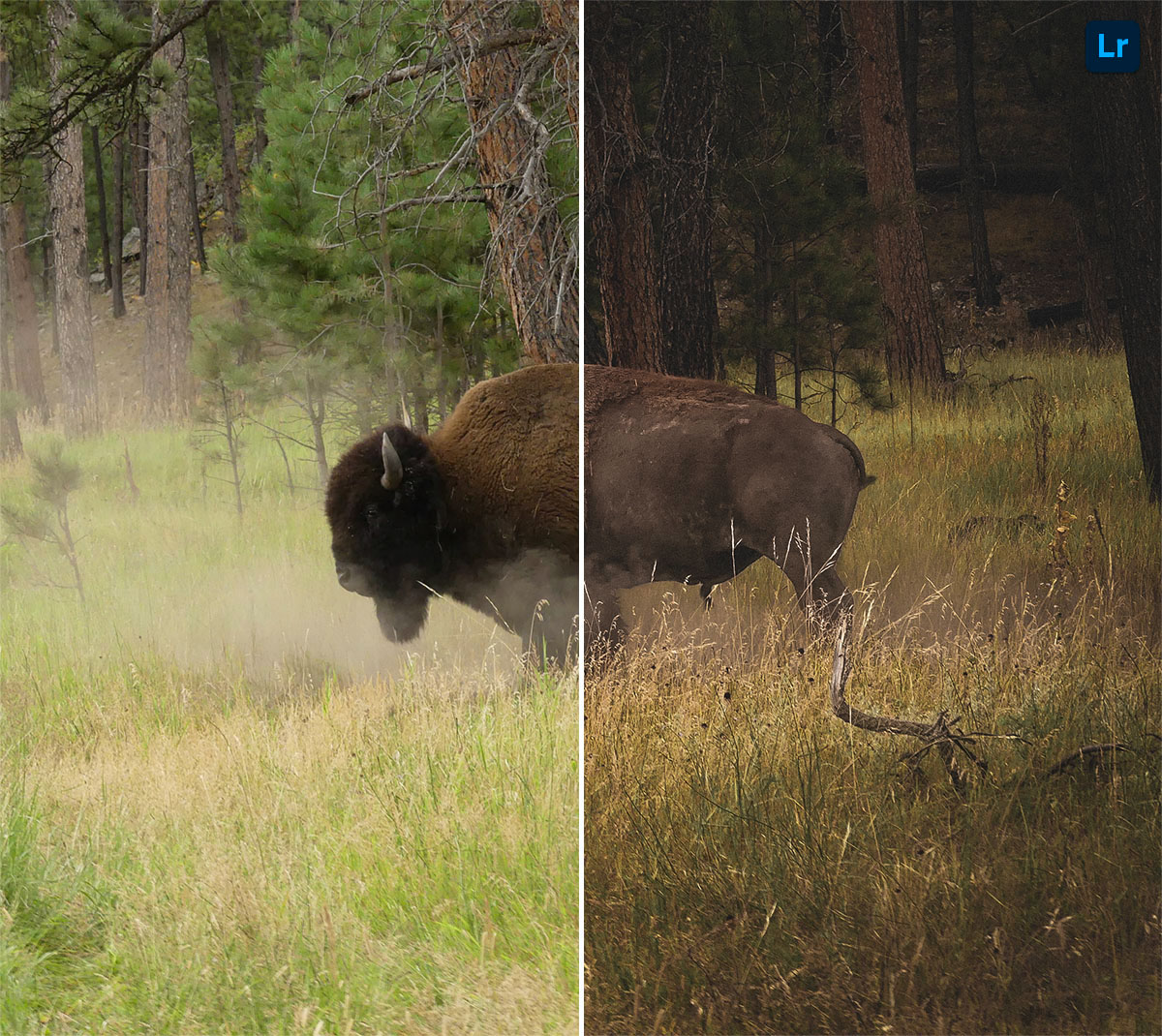 smokey bison | Edit | Photoshop Lightroom