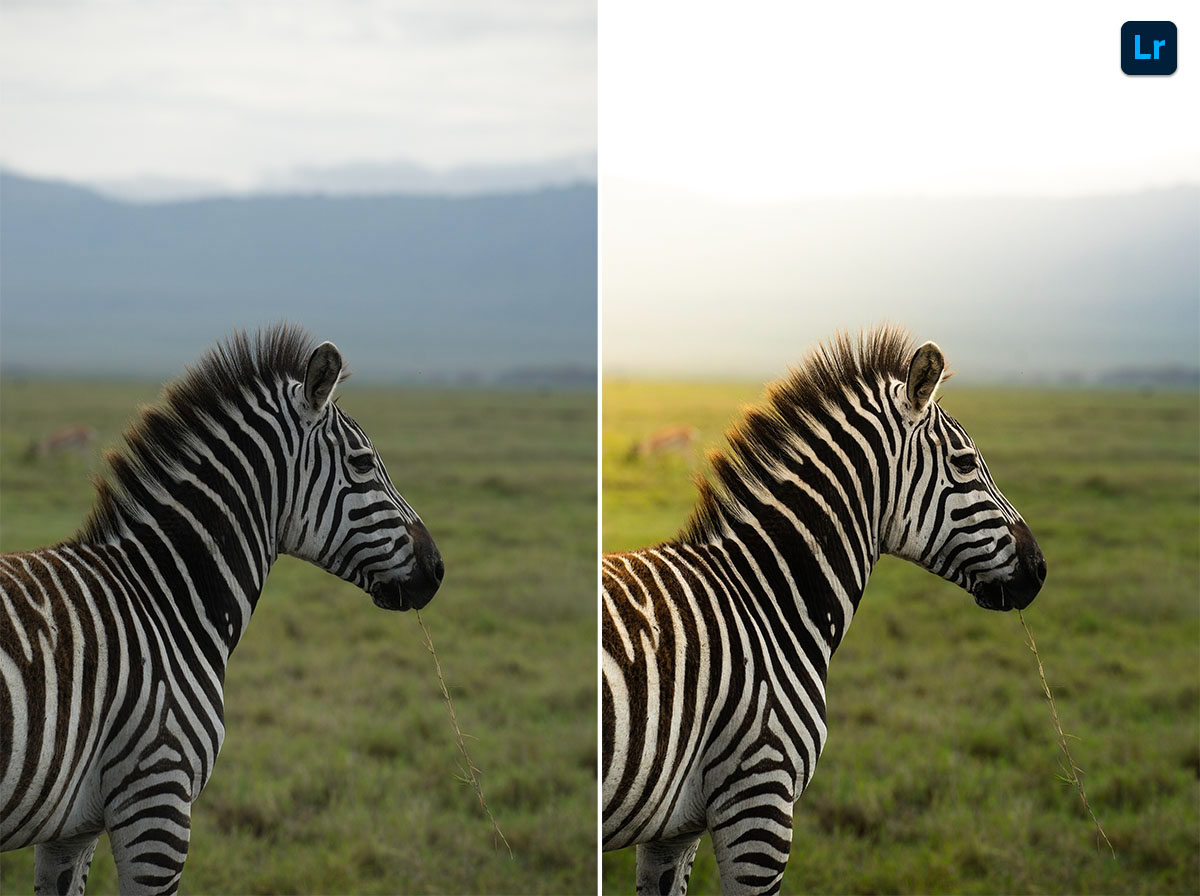 Zebra | Edit | Photoshop Lightroom